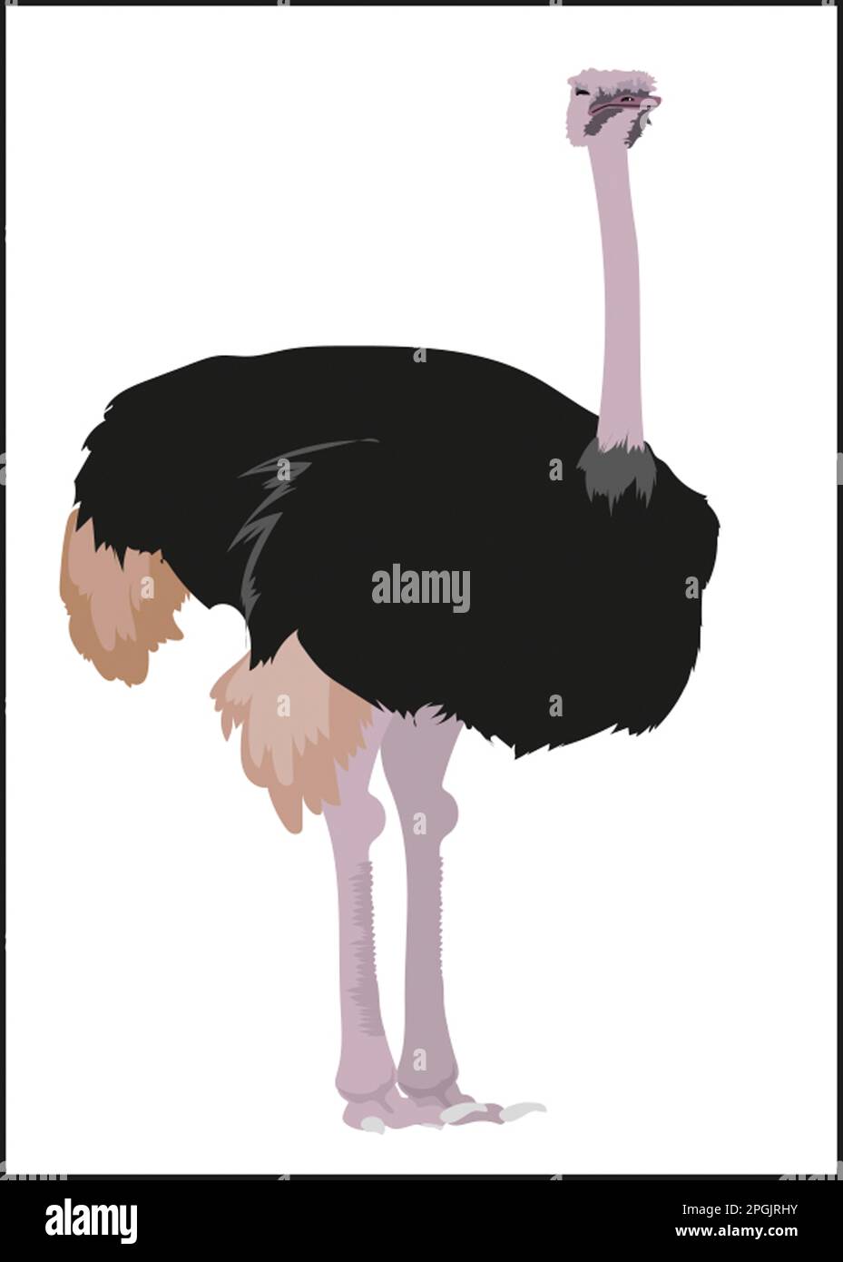 Ostrich feather illustration hi-res stock photography and images - Alamy