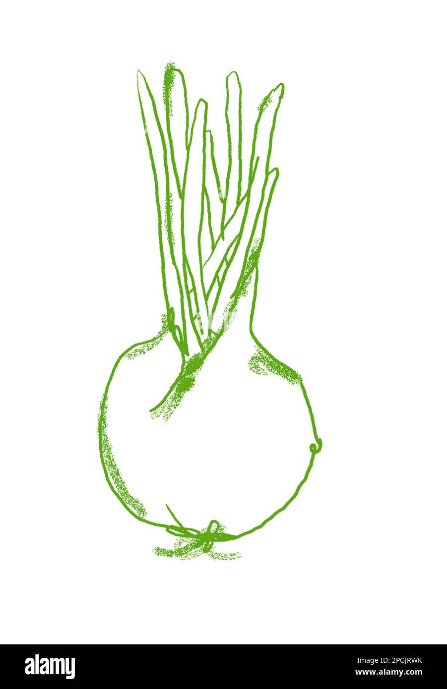 Onion plant drawing hi-res stock photography and images - Alamy
