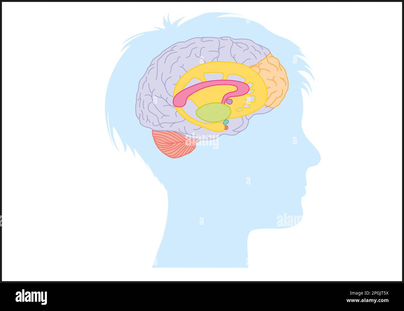 Teenage brain hi-res stock photography and images - Alamy