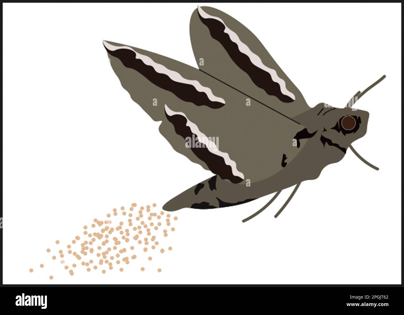 An Australian ghost moth Stock Photo - Alamy