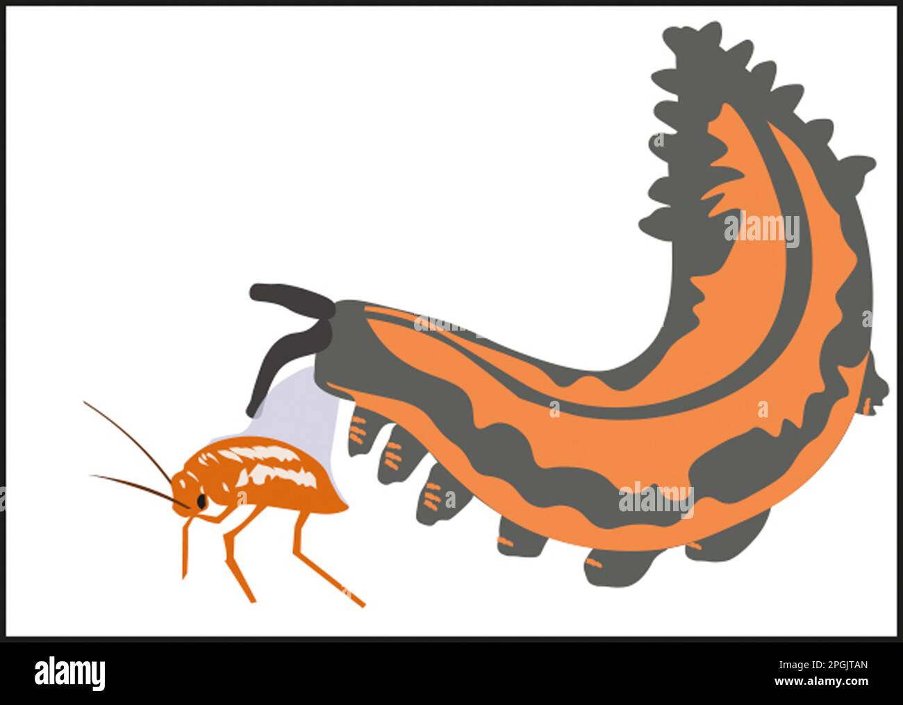 Velvet worms hi-res stock photography and images - Alamy