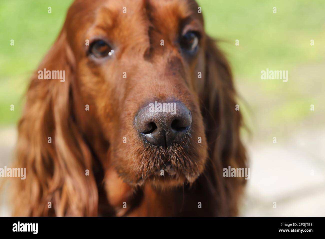 Setter family hi-res stock photography and images - Alamy