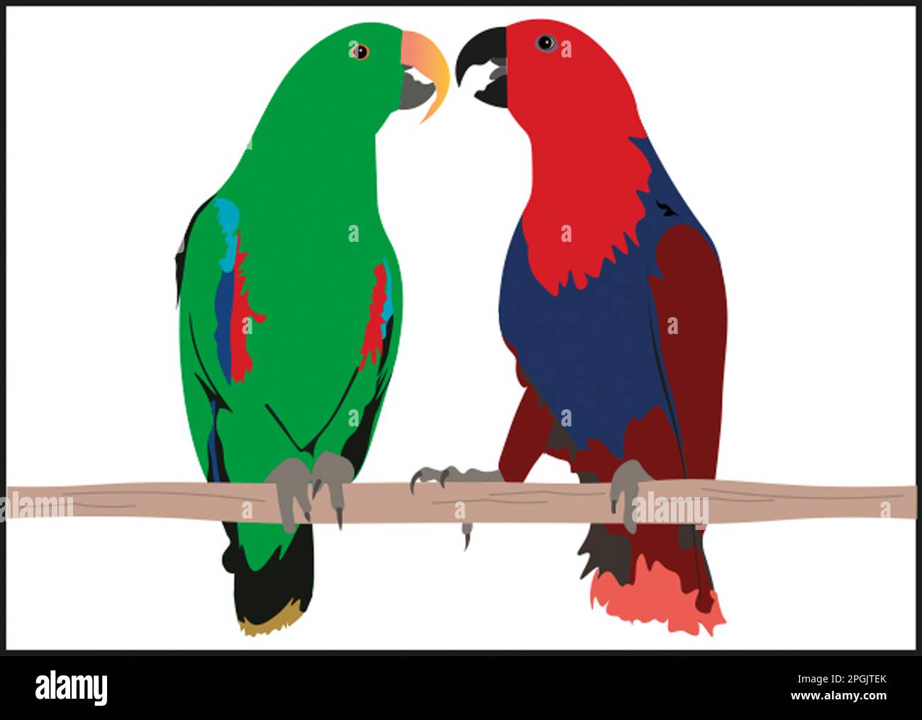 Eclectus parrot illustration hi-res stock photography and images - Alamy