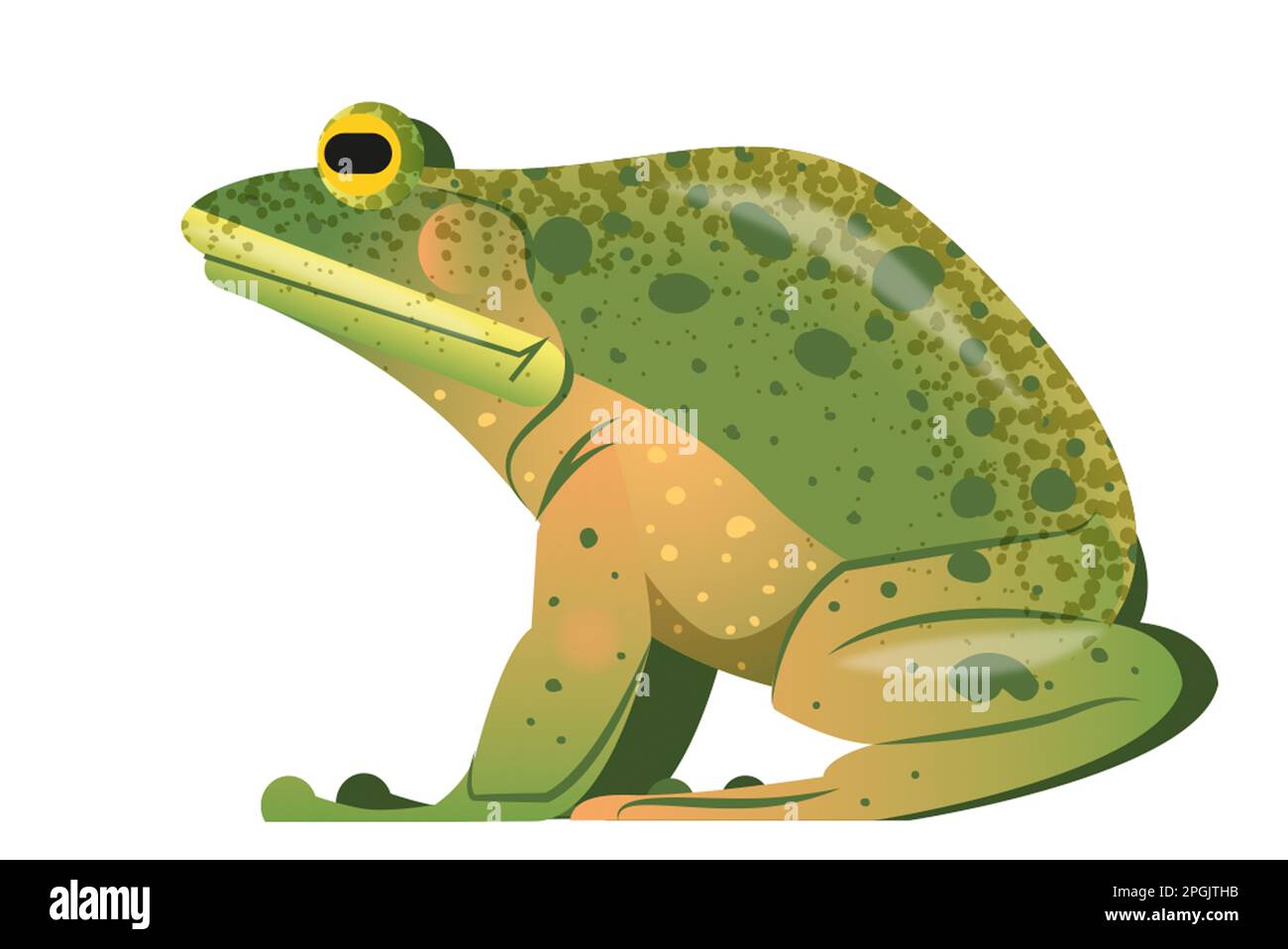 illustration of a bullfrog Stock Photo - Alamy