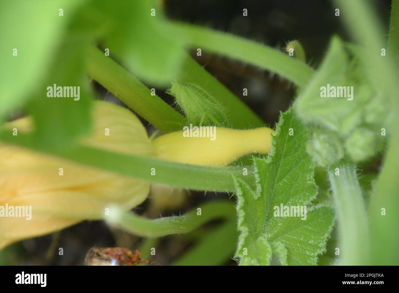 Farm fresh summer squash growing in a garden on a vine Stock Photo - Alamy