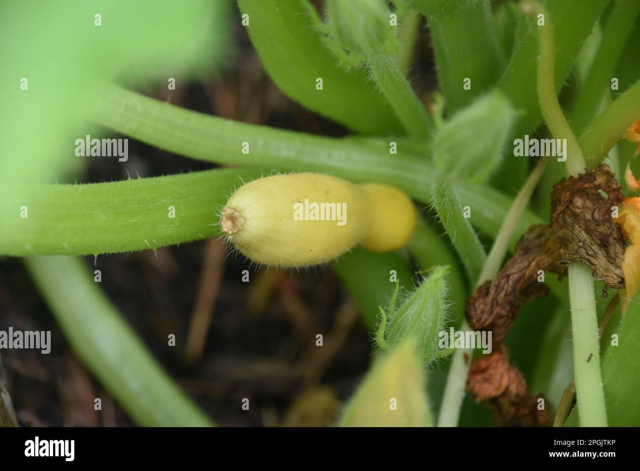 Baby yellow squash growing in a vegetable garden outdoors Stock Photo ...