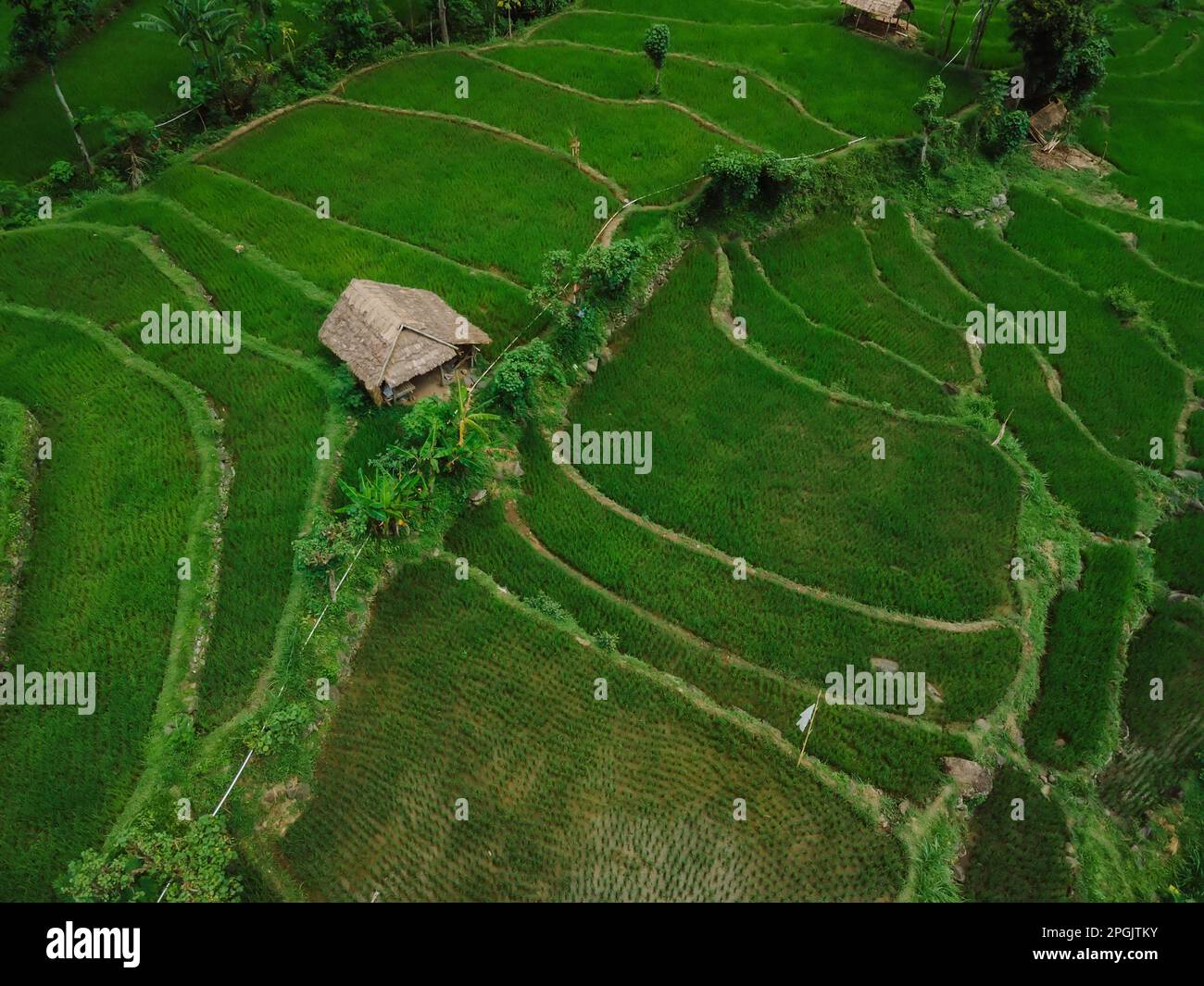 Rice terraces with local house in scenic place on Northern Bali ...