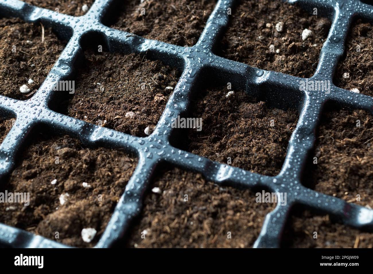 Plastic reusable box for planting seeds with fertile soil, peat in ...