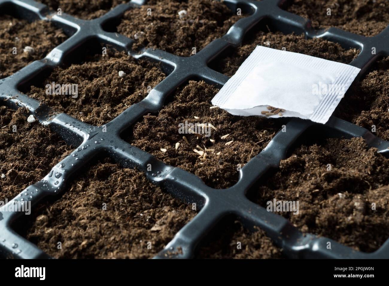 Flower seeds packaging on the background of a black plastic seedling ...
