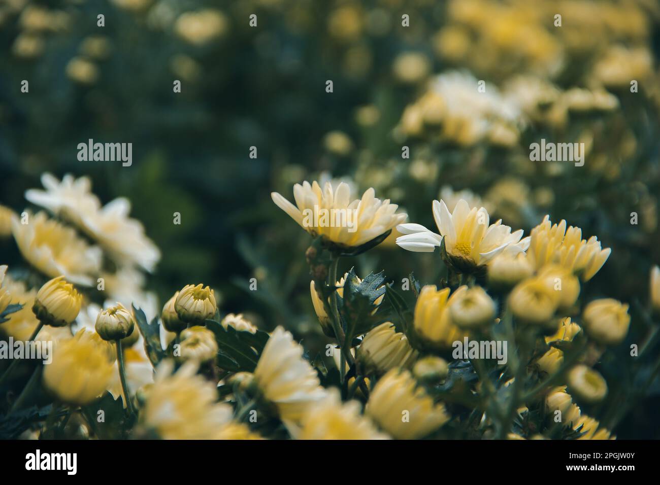 Yellow Chrysanthemum Flower is a flower of good fortune. Chrysanthemum ...