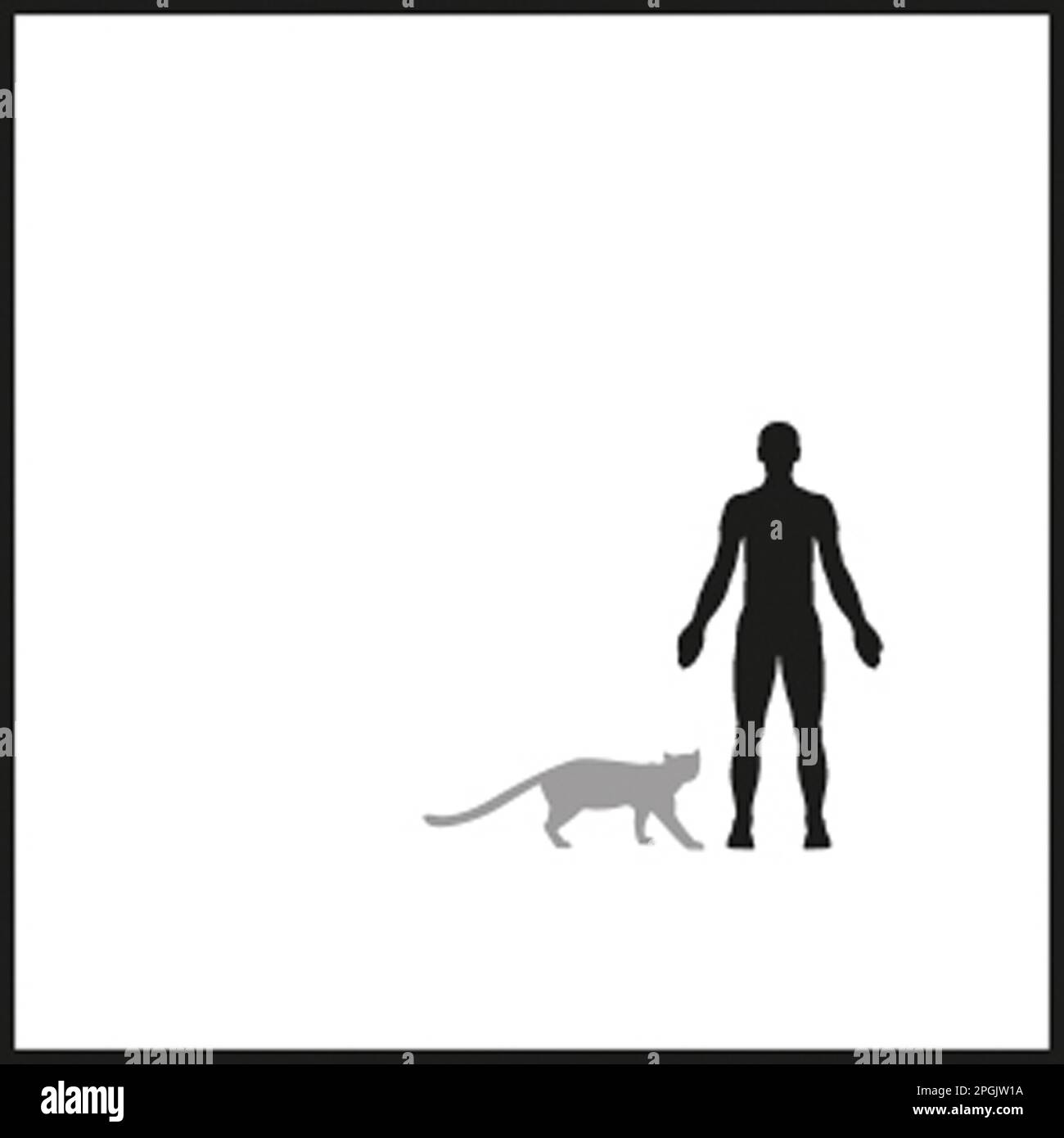 Ocelot Size Comparison
