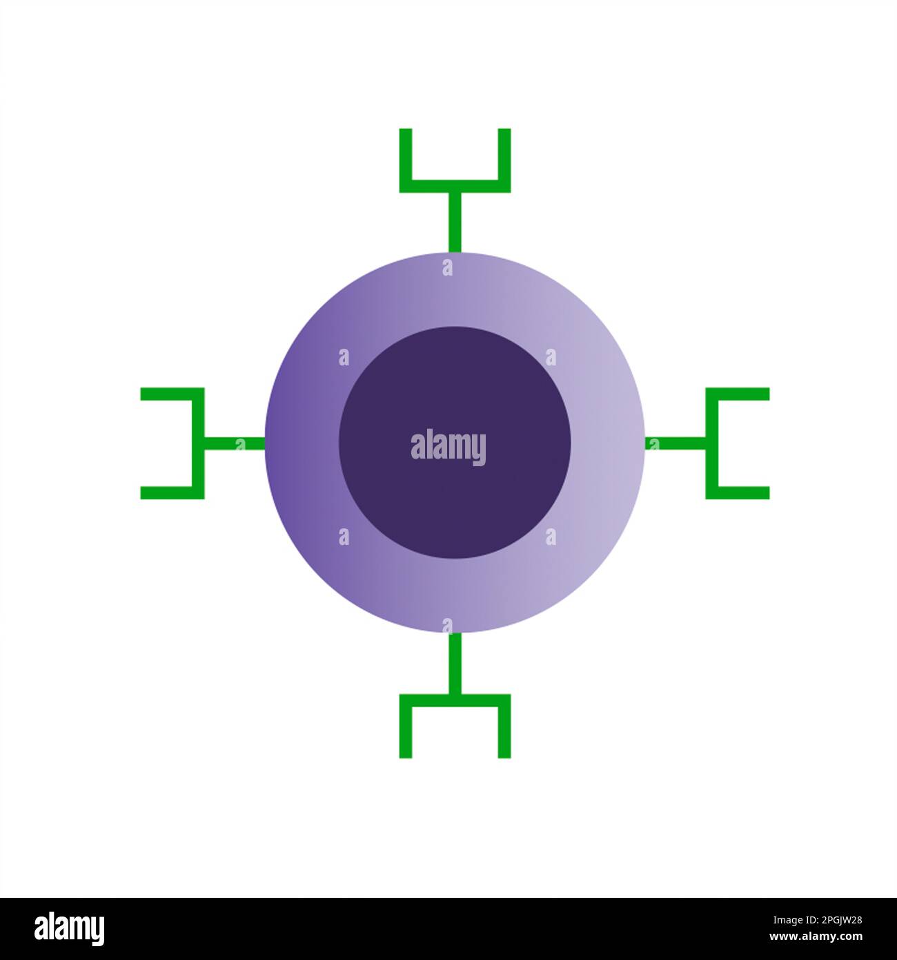 T cell immunity Cut Out Stock Images & Pictures - Alamy