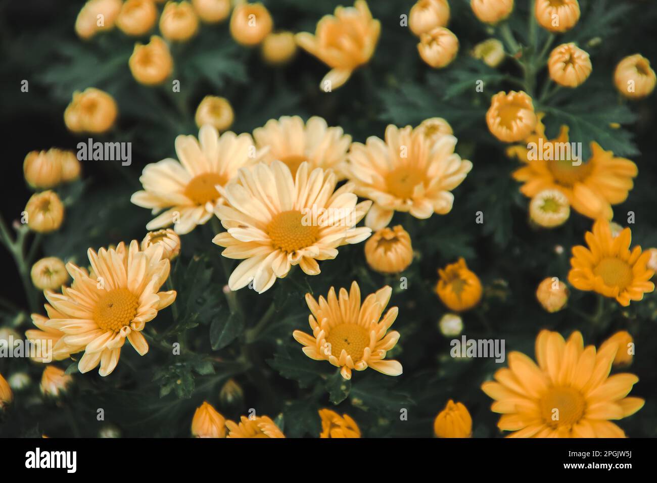 Yellow Chrysanthemum Flower is a flower of good fortune. Chrysanthemum ...