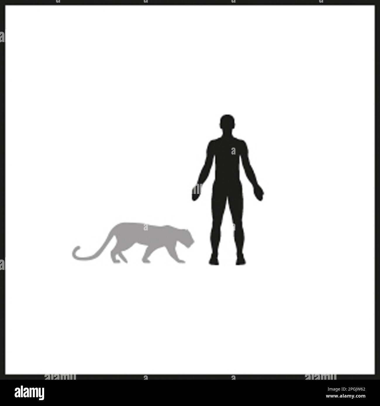 Sunda clouded leopard hi-res stock photography and images - Alamy