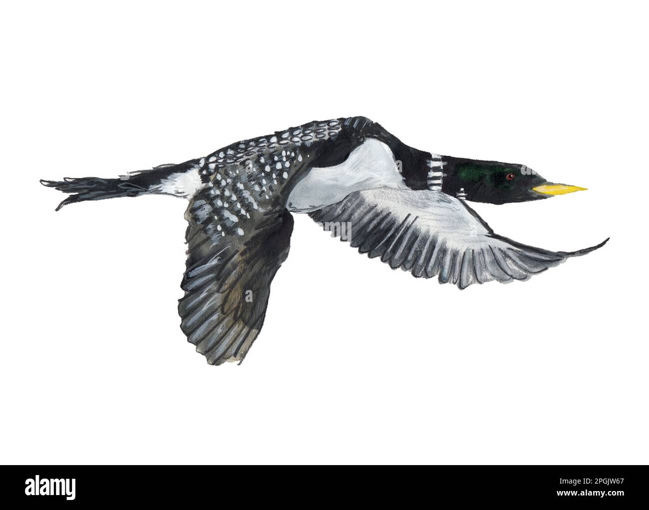 Yellow billed loon Cut Out Stock Images & Pictures - Alamy
