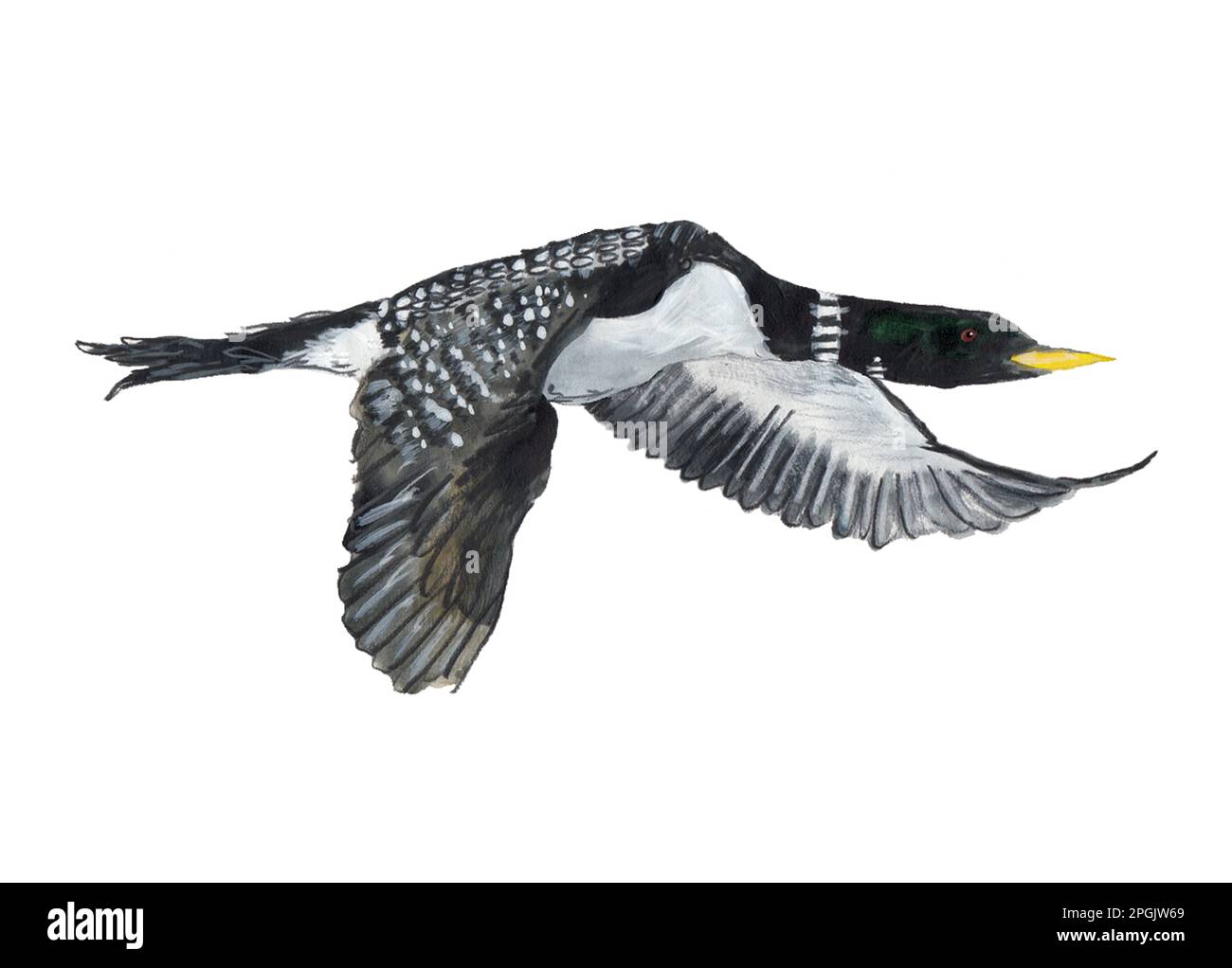 Yellow billed loon Cut Out Stock Images & Pictures - Alamy