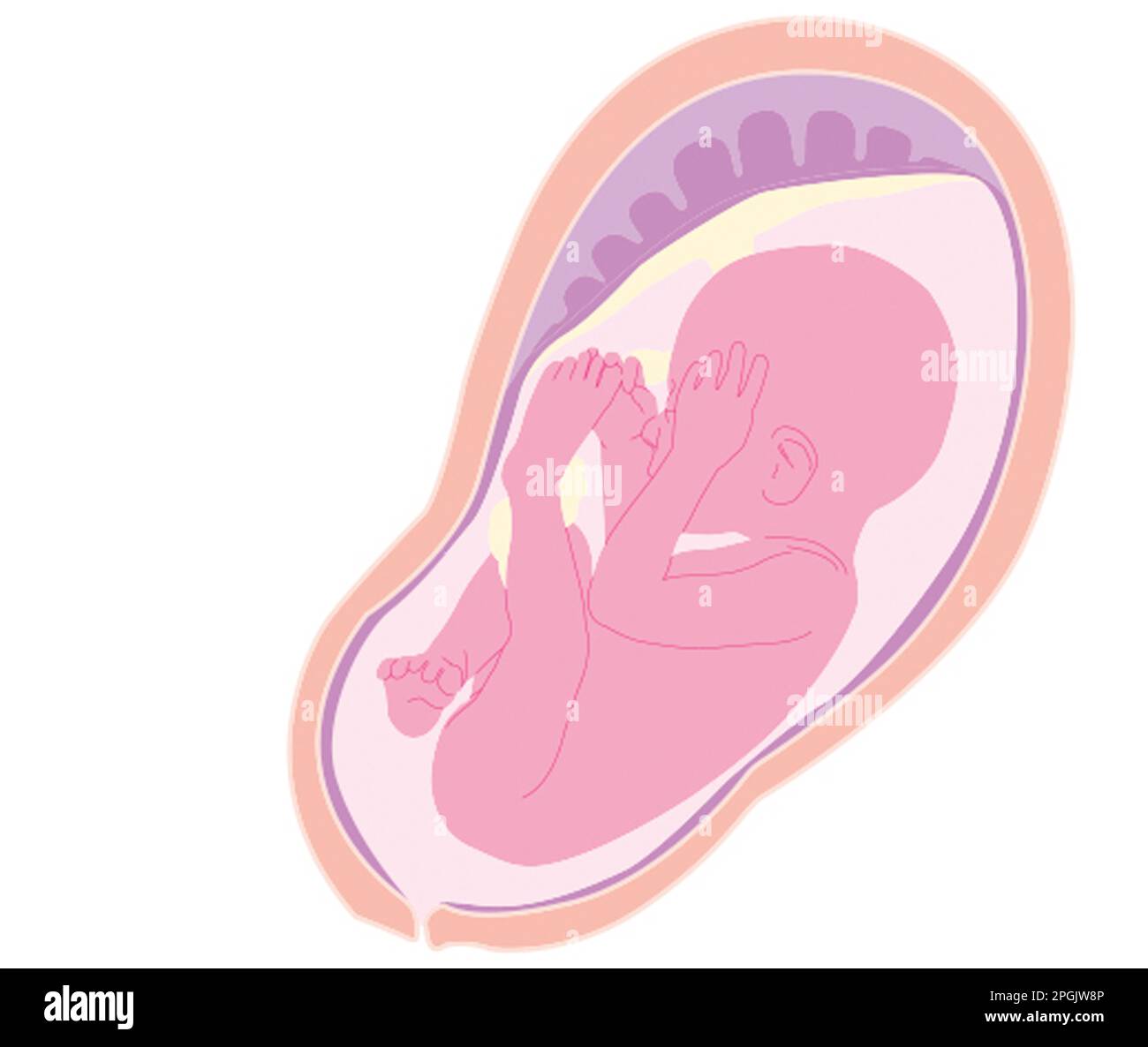Foetus in uterus Stock Photo - Alamy