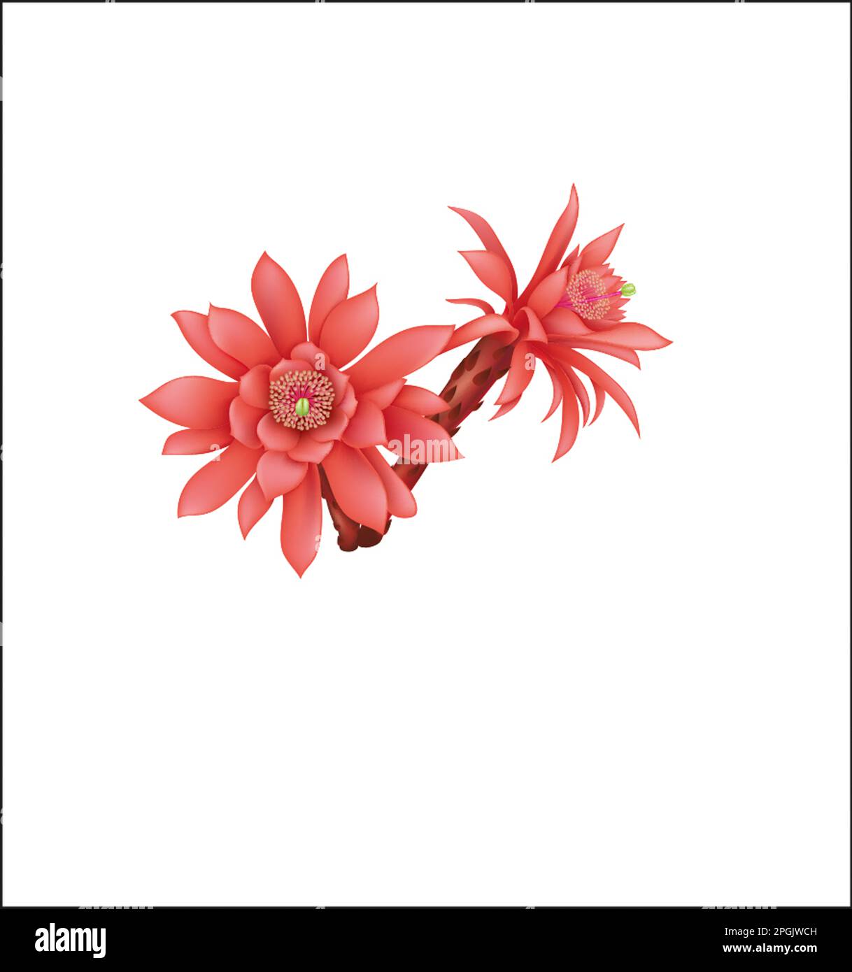 Matucana madisoniorum hi-res stock photography and images - Alamy