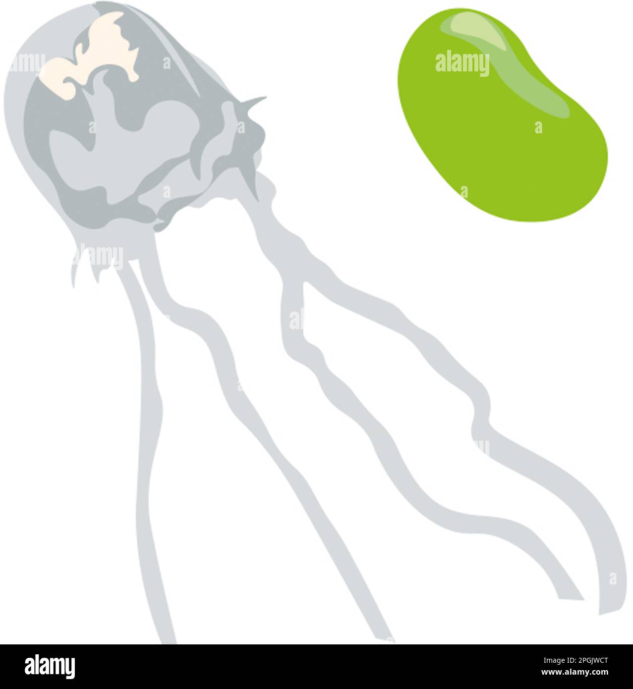 Irukandji jellyfish hi-res stock photography and images - Alamy