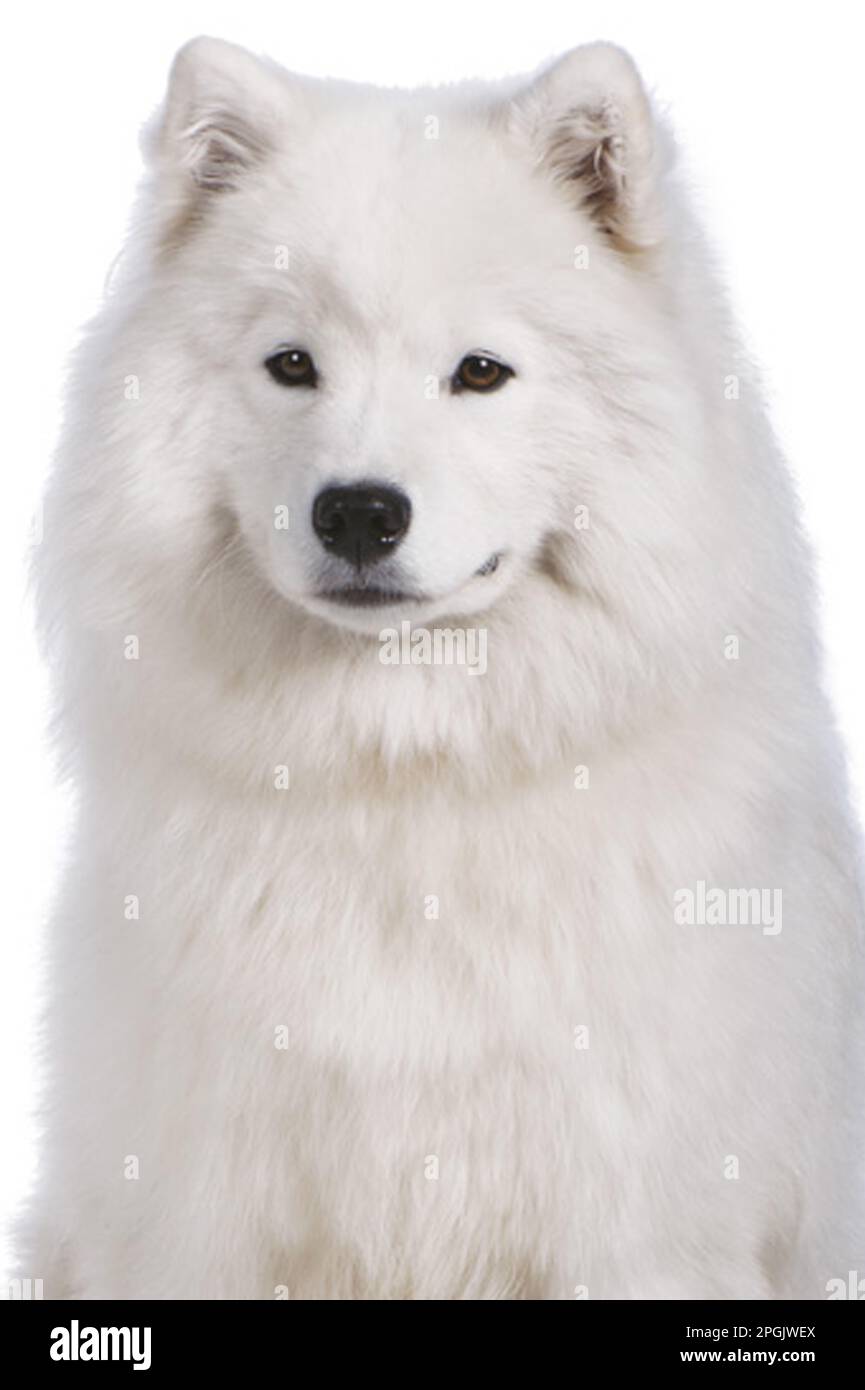 Samoyed, head and shoulders, front view Stock Photo - Alamy