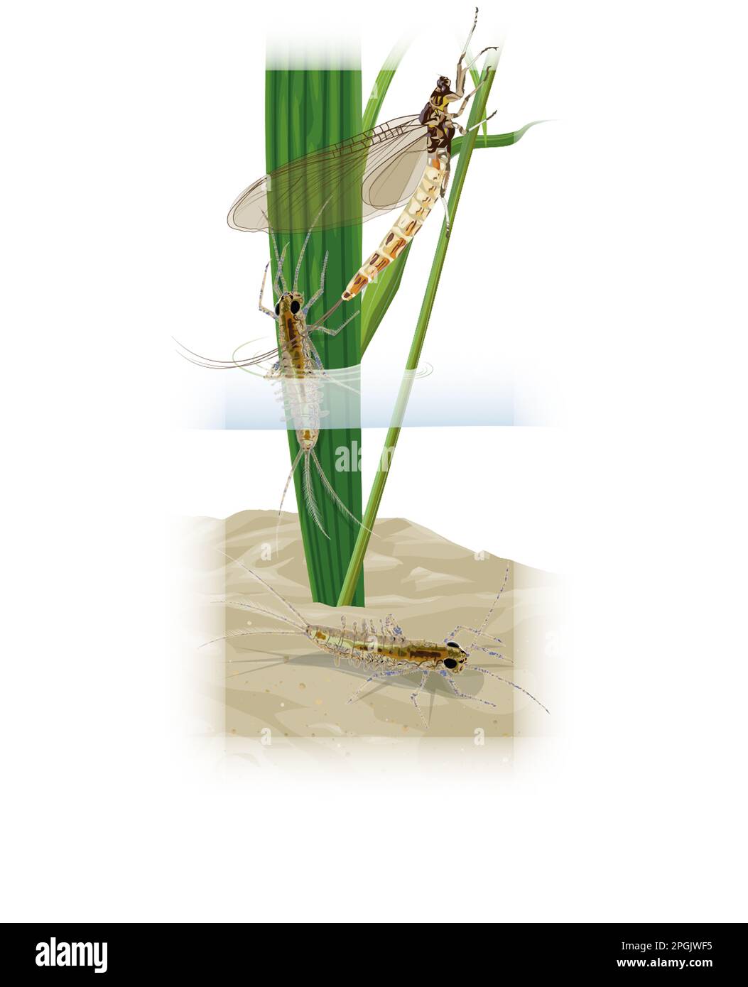 Mayfly nymph not quite adult Stock Photo - Alamy