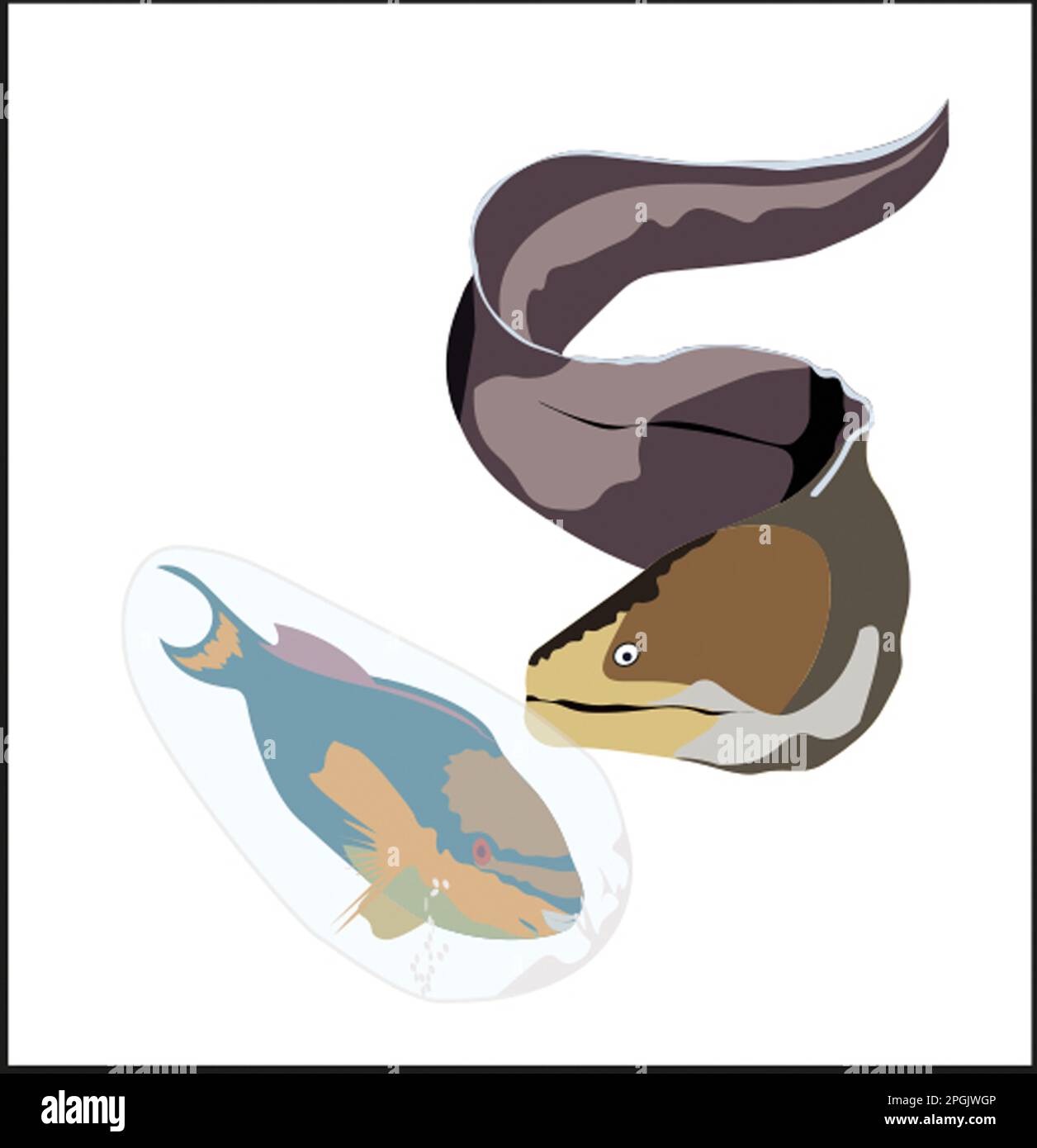 Two fish species hi-res stock photography and images - Alamy