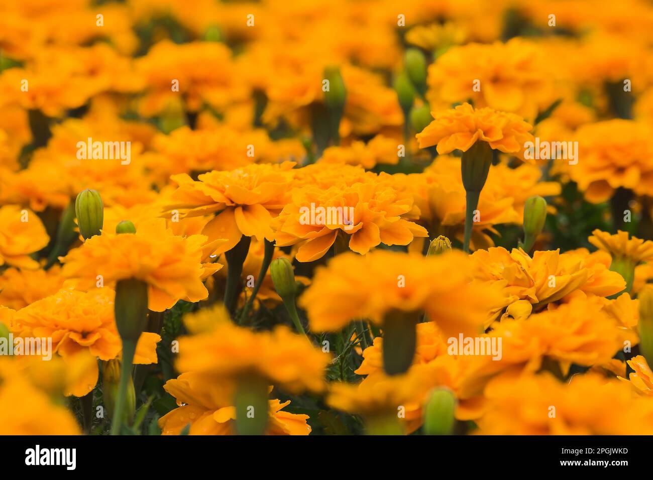Marigold that is a bouquet of flowers that are popular for planting ...