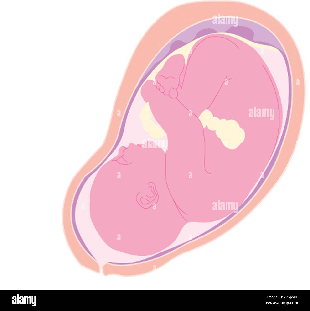 Embryo uterus hi-res stock photography and images - Alamy