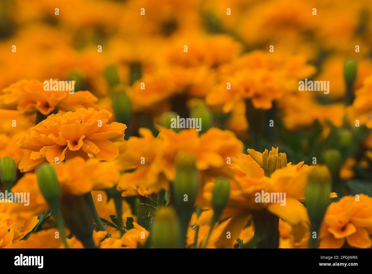 Marigold that is a bouquet of flowers that are popular for planting ...