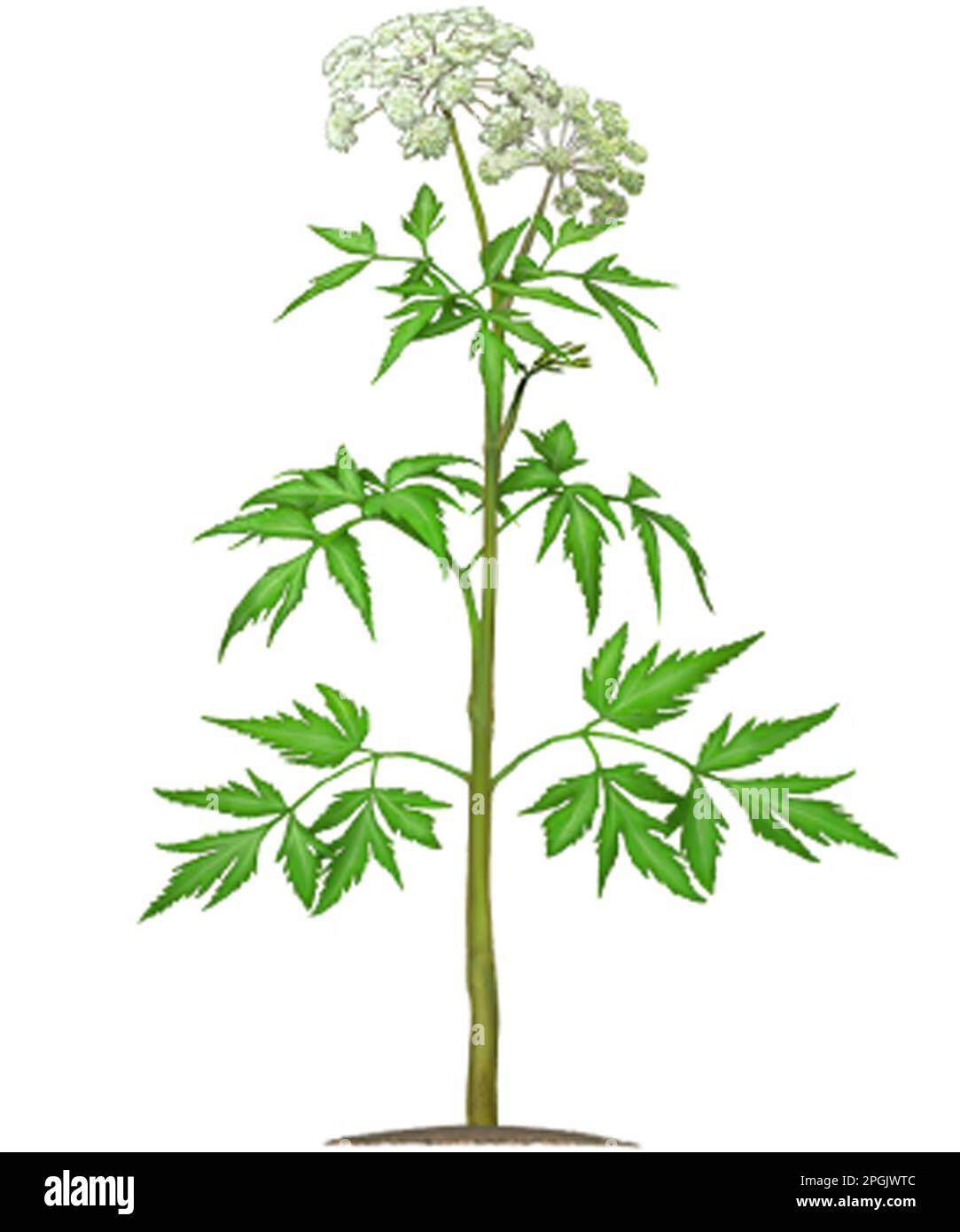 A-Z of Herbs Dang gui Angelica sinensis Stock Photo - Alamy