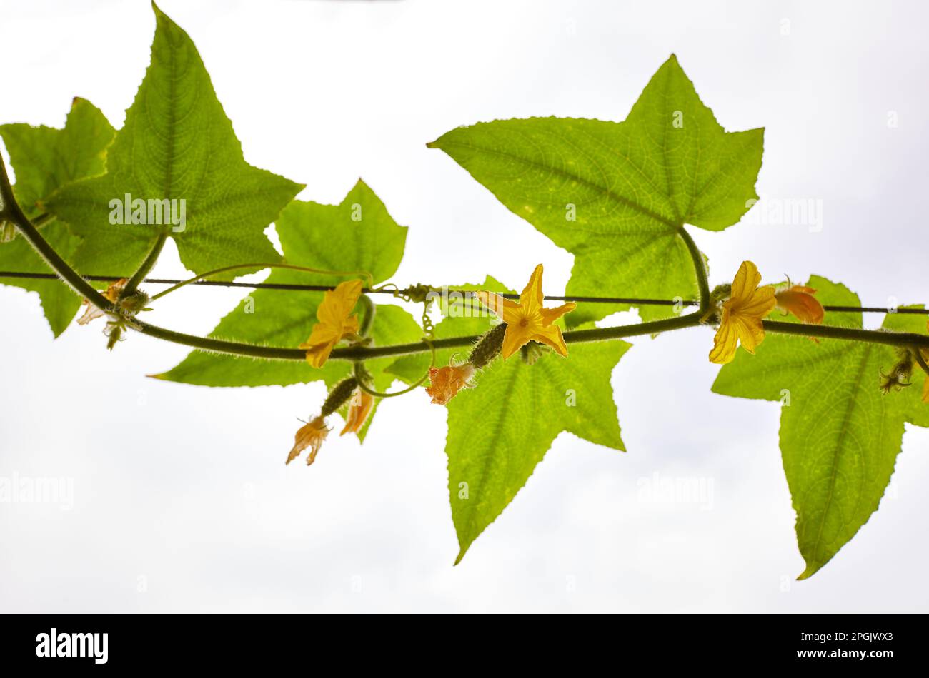 Natural cucumber grows in a greenhouse. Growing fresh vegetables on sky ...
