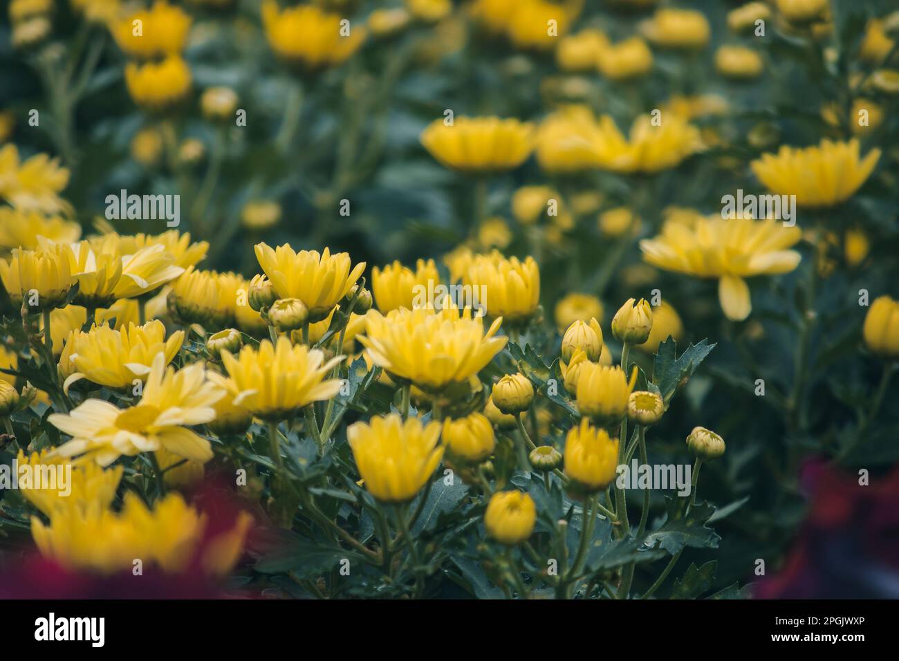 Yellow Chrysanthemum Flower is a flower of good fortune. Chrysanthemum ...