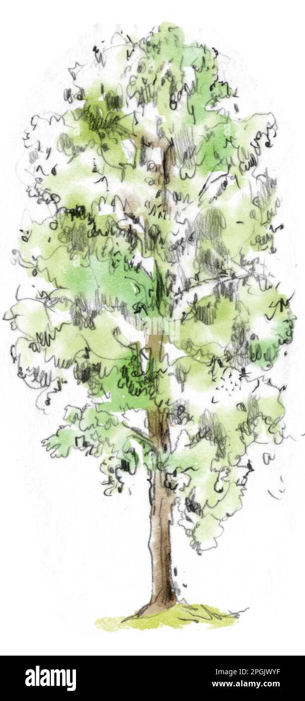 Hickory tree Cut Out Stock Images & Pictures - Alamy