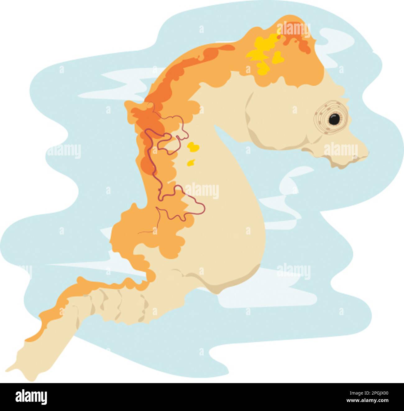 Pygmy Seahorse Drawing