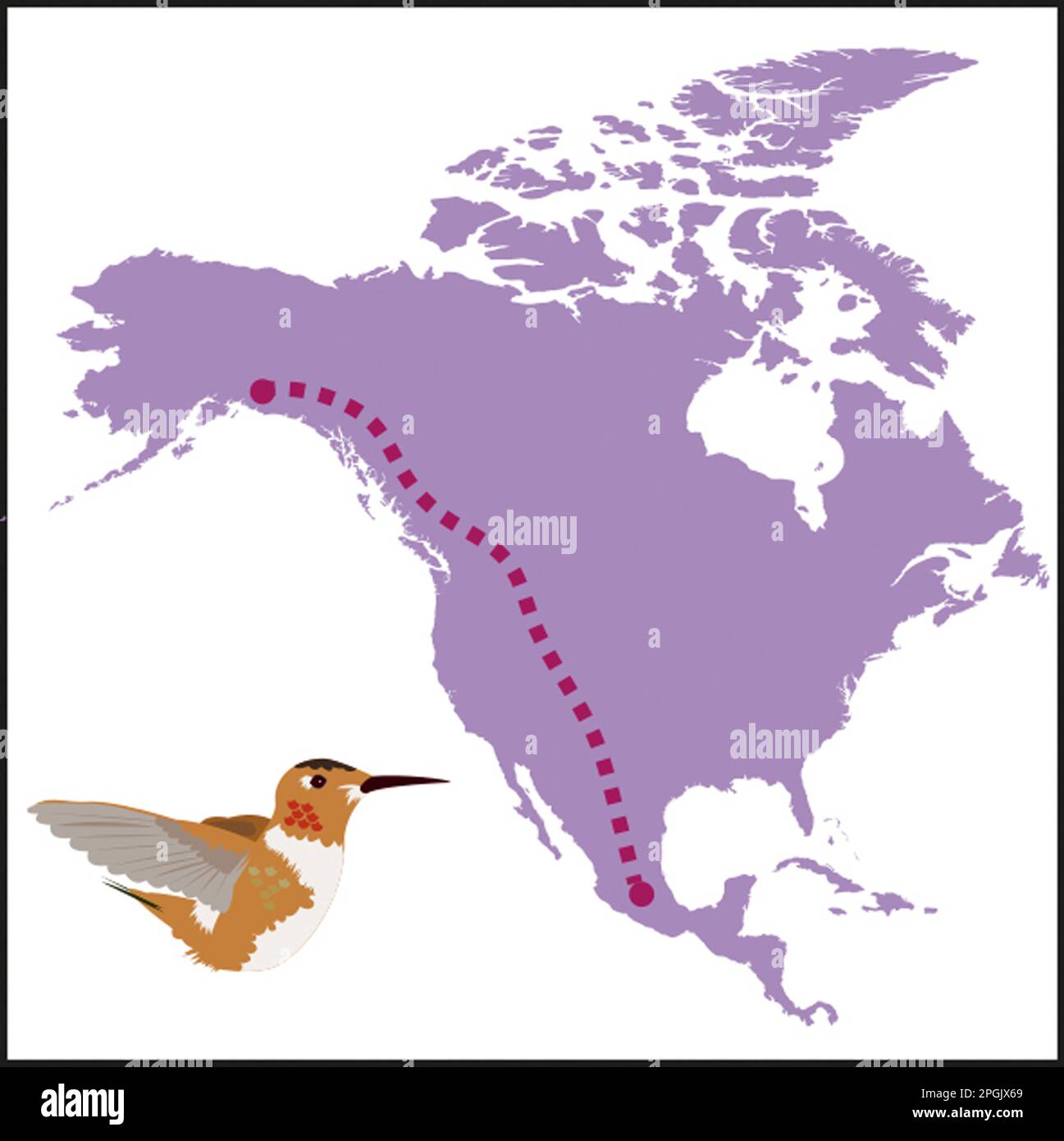 Bird migration map hi-res stock photography and images - Alamy