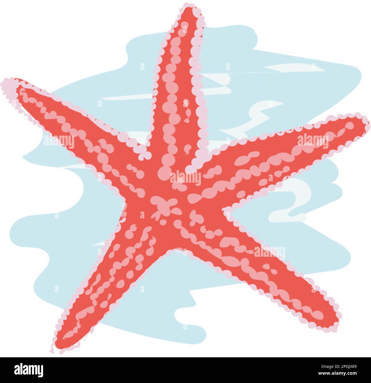 Illustration showing a starfish growing its new body (regeneration ...