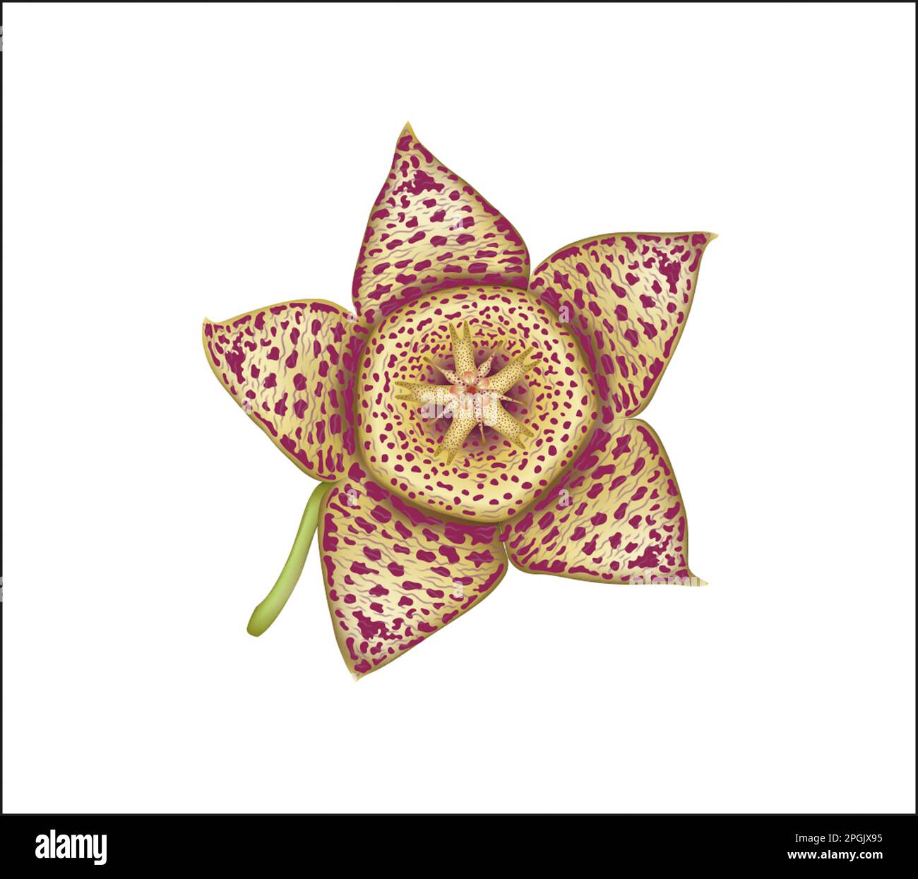 Orbea variegata flower Stock Photo - Alamy