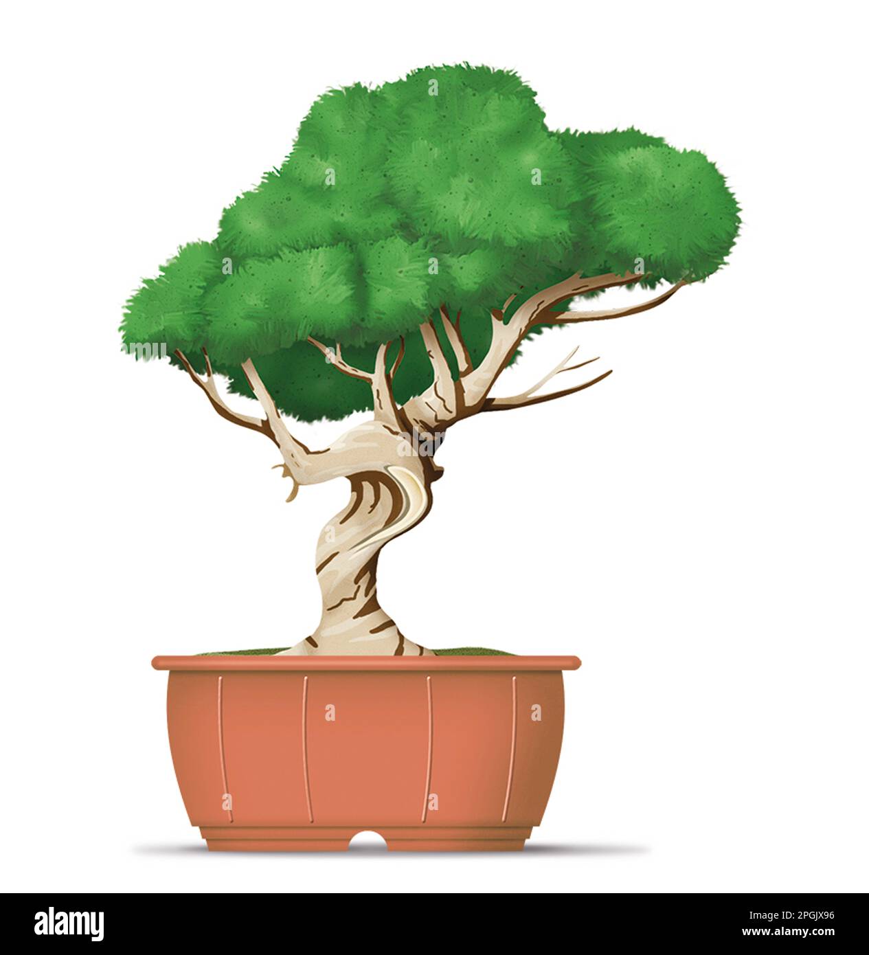 Pre bonsai hi-res stock photography and images - Alamy