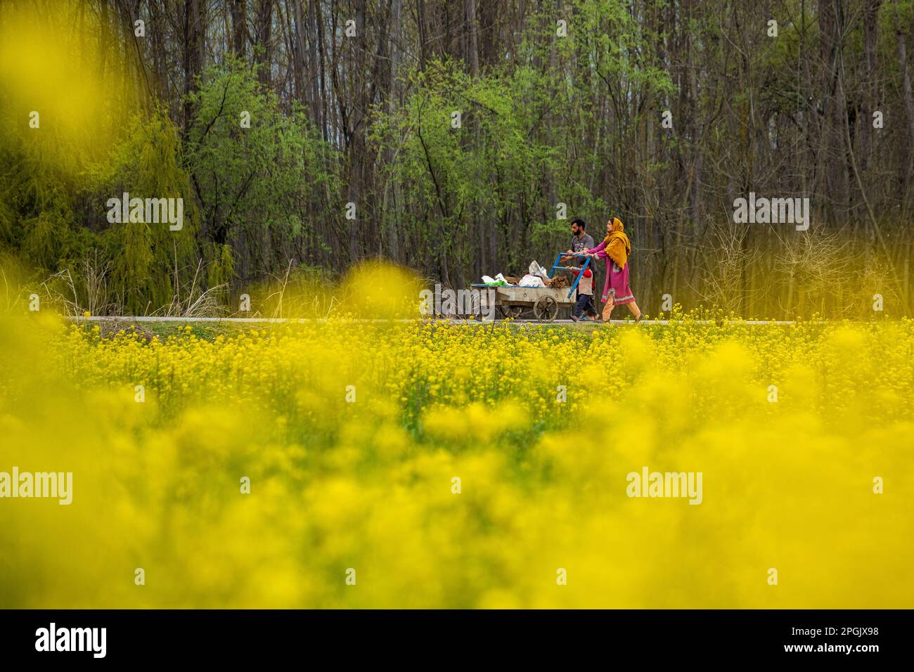 A Kashmiri family walk with their handcart alongside a mustard field in ...