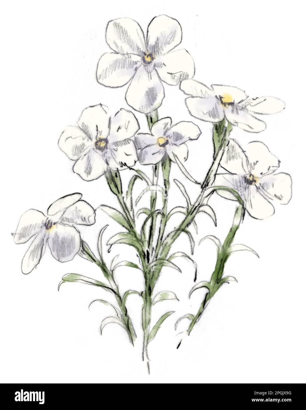 Phlox illustration Cut Out Stock Images & Pictures - Alamy