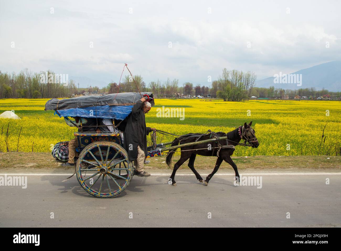 Tonga horse cart hi-res stock photography and images - Alamy