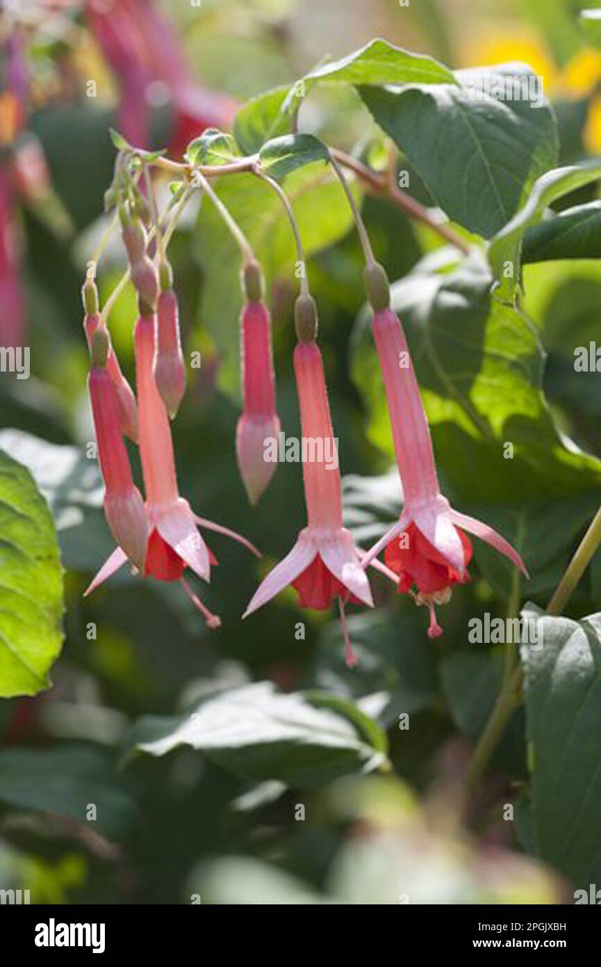 Fuchsia Triphylla 'Michael Wallis' Stock Photo - Alamy