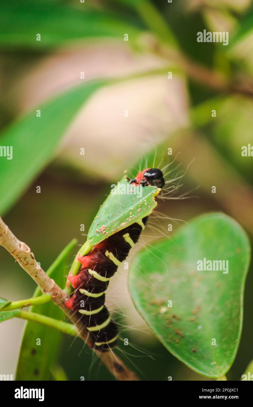 A worm is eating a green leaf to collect food. Before being pupa Stock ...