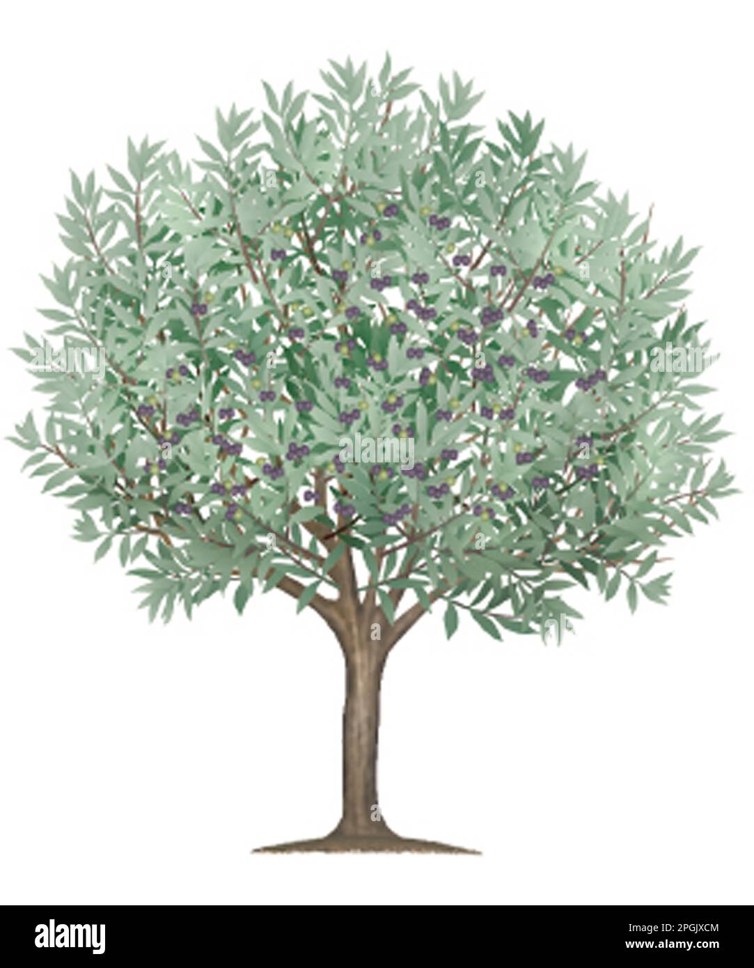 A-Z of Herbs Olive Olea europaea Stock Photo - Alamy