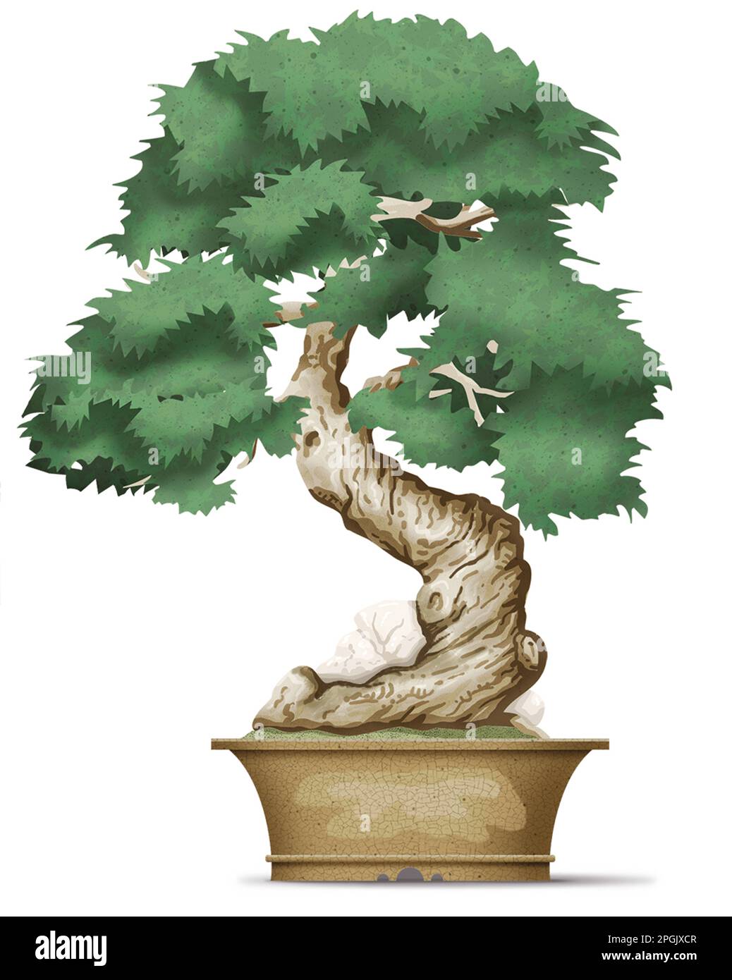 Natural style bonsai tree Stock Photo - Alamy