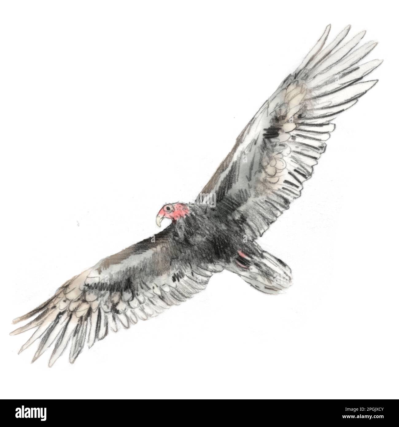 Wild turkey flying Cut Out Stock Images & Pictures - Alamy