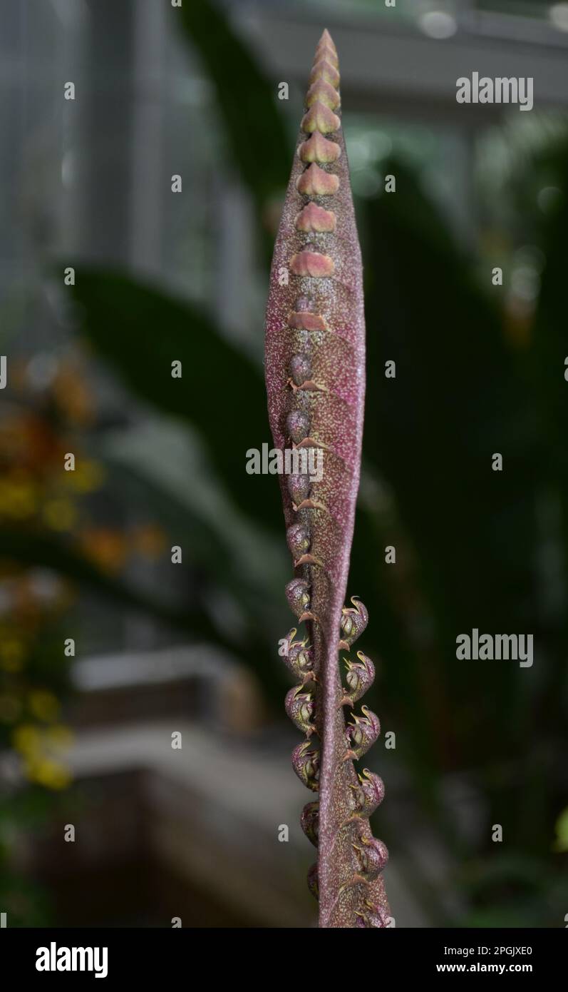 Seed spinning hi-res stock photography and images - Alamy