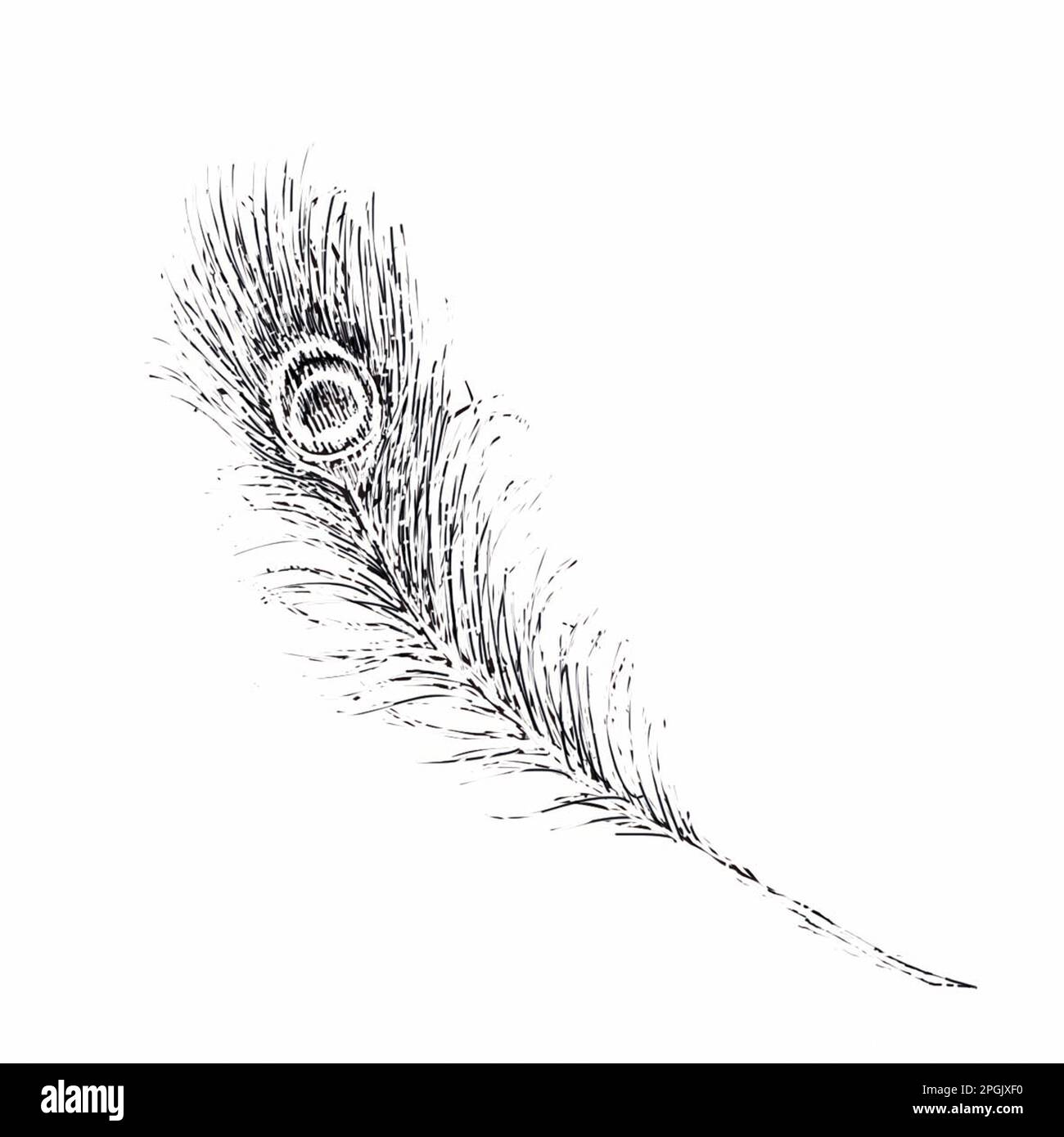 Simple Peacock Feather Line Drawing