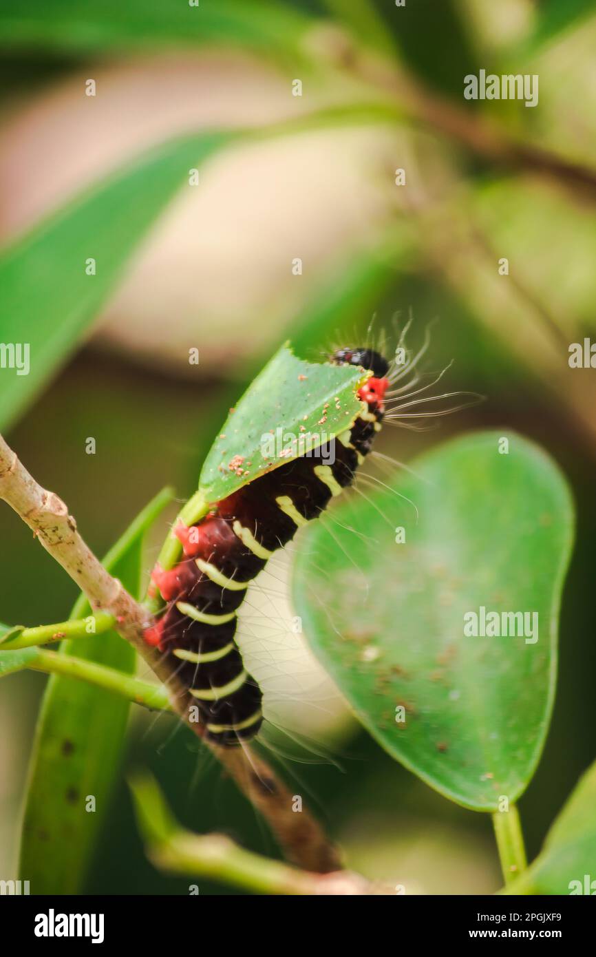 A worm is eating a green leaf to collect food. Before being pupa Stock ...