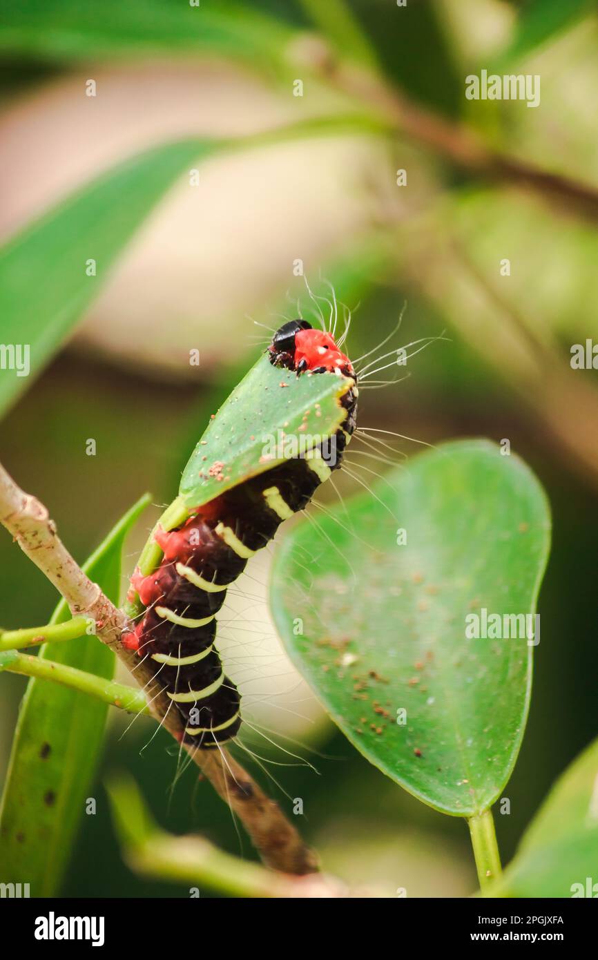 A worm is eating a green leaf to collect food. Before being pupa Stock ...